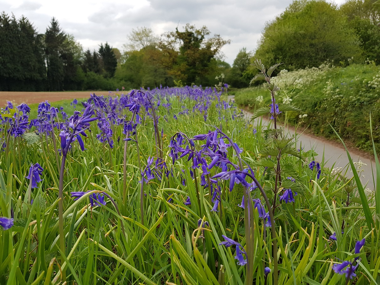 Free Days Out in Devon - Forest Glade Holiday Park