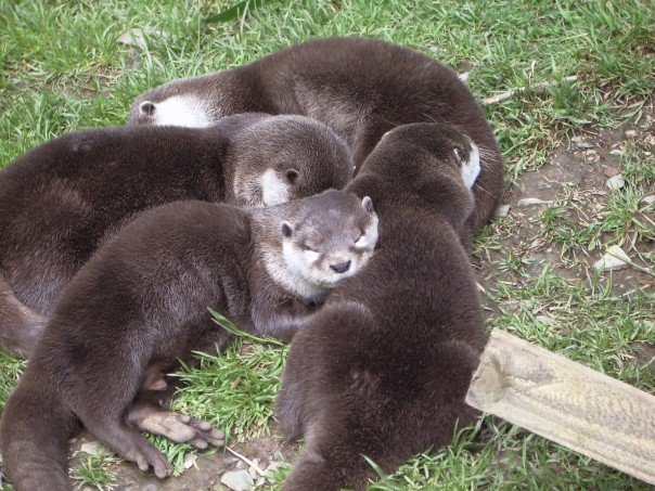 Animal Attractions in Devon - Forest Glade Holiday Park